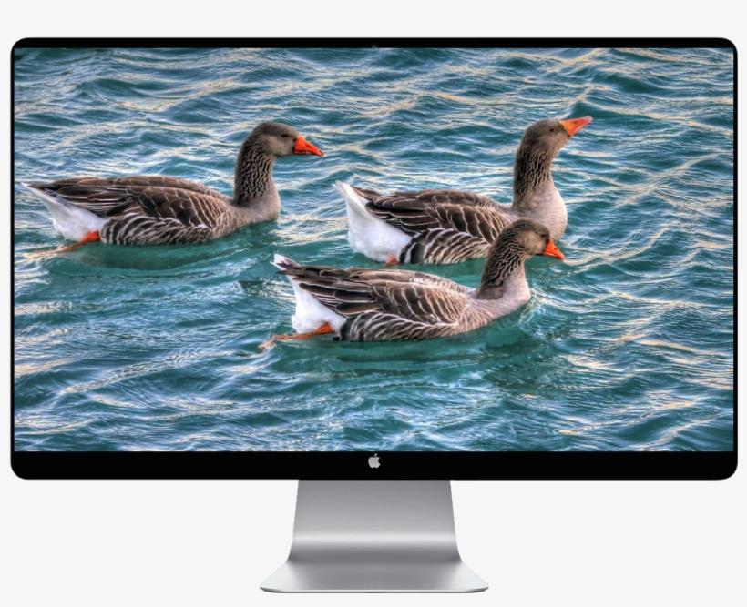 Background Birds With Nature - 1000x1000 PNG Download - PNGkit