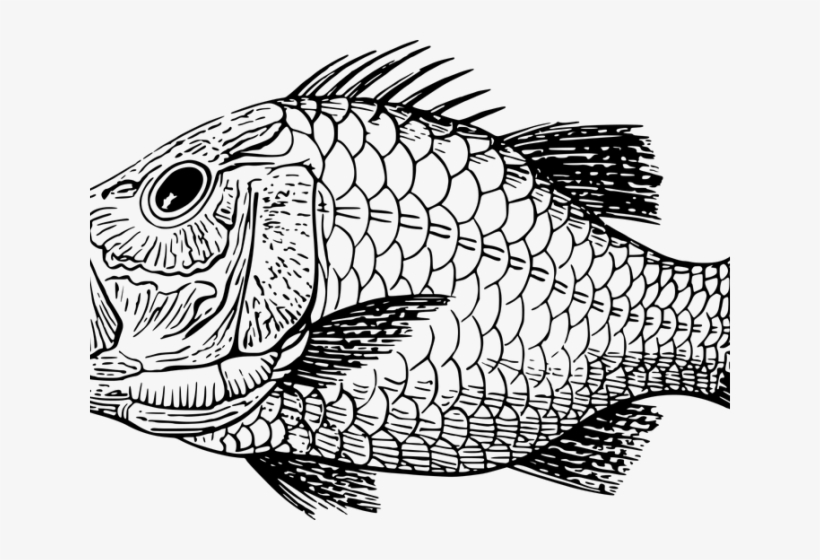 Fish Fossil Drawing