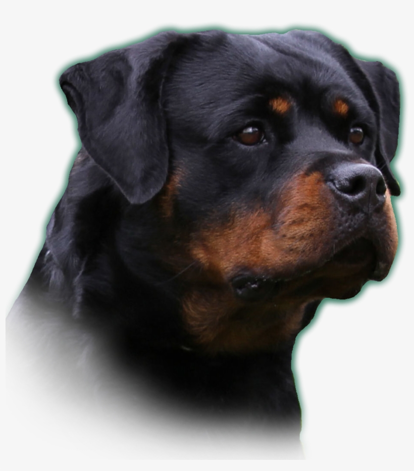 9 / - Rottweiler - 1000x1043 PNG Download - PNGkit