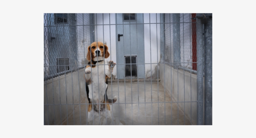 Animals In Labs - 870x362 PNG Download - PNGkit