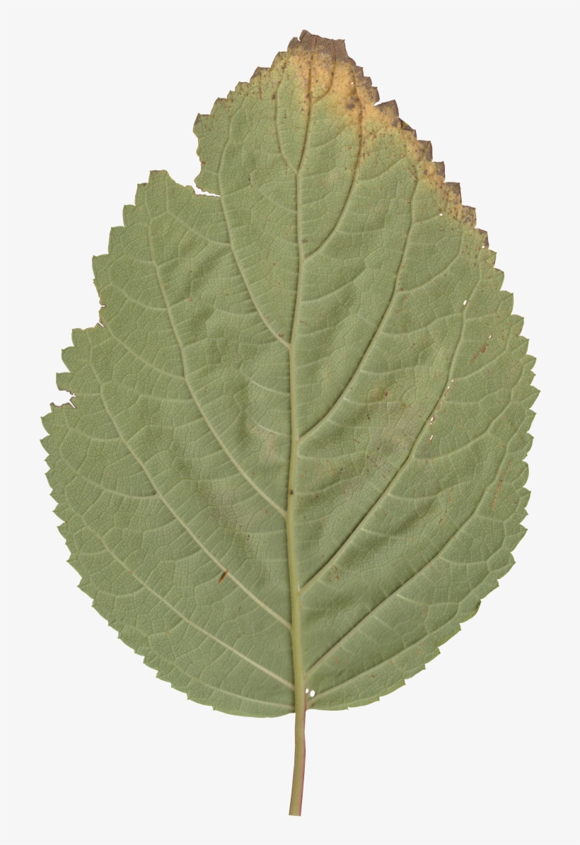 Nature Leaves - Canoe Birch - 767x1140 PNG Download - PNGkit