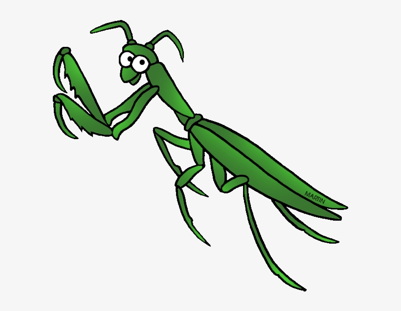 Praying Mantis Clipart Real - Praying Mantis Clipart - 648x590 PNG ...