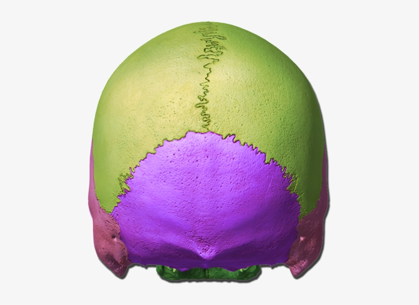 Skeleton - Egg - 700x700 PNG Download - PNGkit