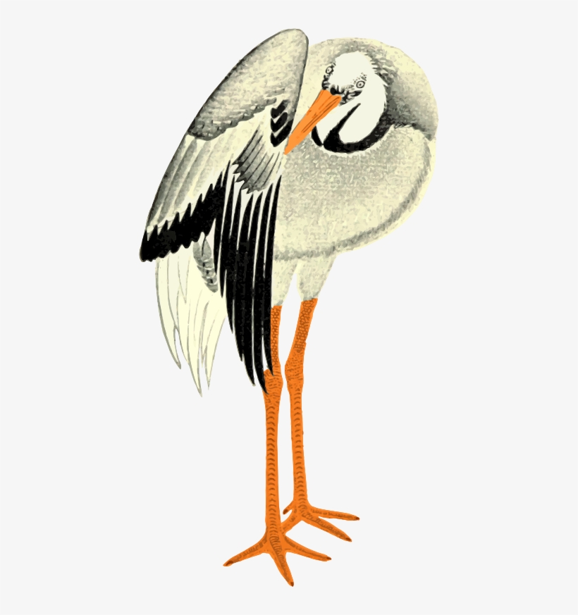 Stork - White Stork - 426x793 PNG Download - PNGkit