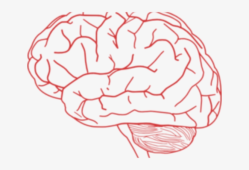 Mind Clipart Brain Outline - Brain With No Background - 640x480 PNG ...
