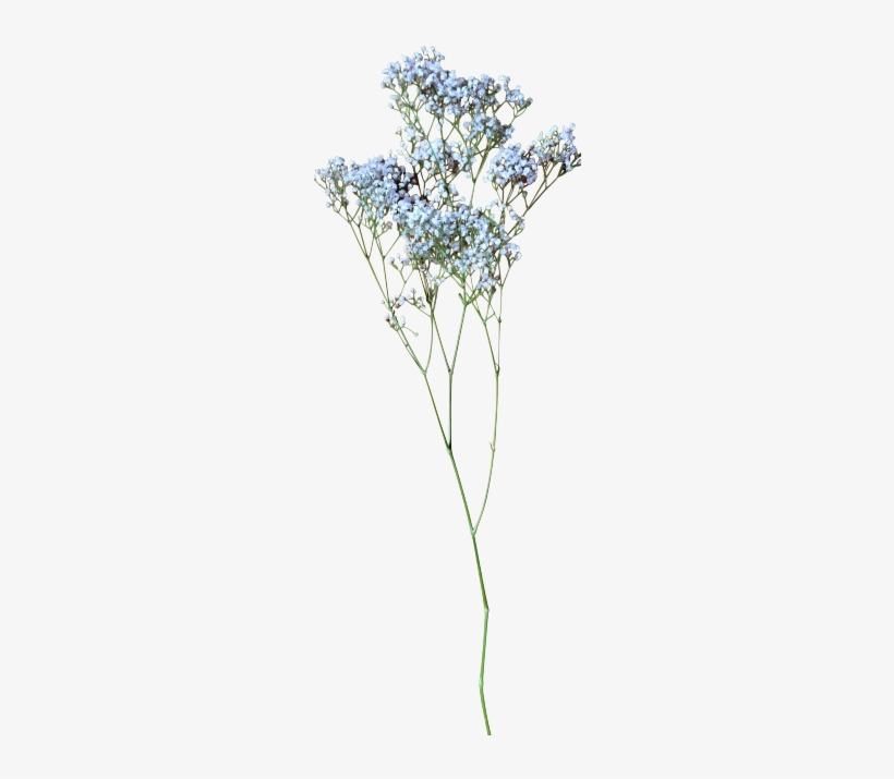 Download Transparent Baby Breath Flower Png - PNGkit