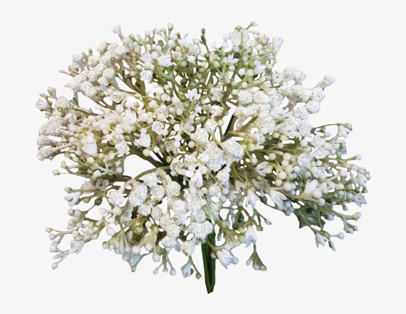 Download Transparent Baby Breath Flower Png - PNGkit