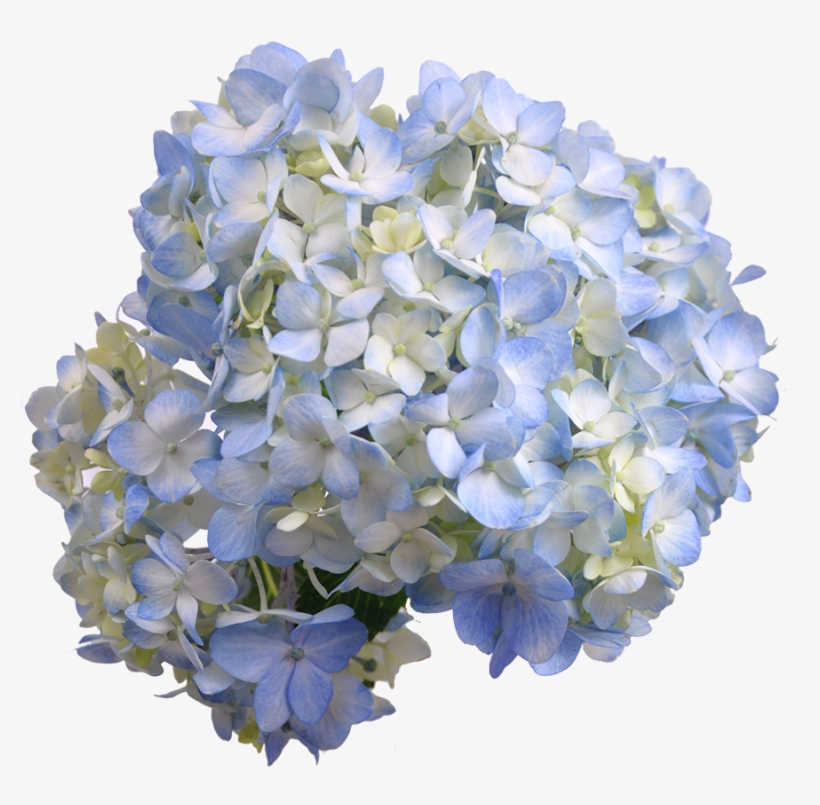 Hydrangea Blue Select - 900x884 PNG Download - PNGkit