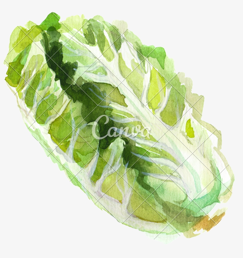 Cutout Watercolor Romaine Lettuce - Watercolor Painting - 800x792 PNG ...