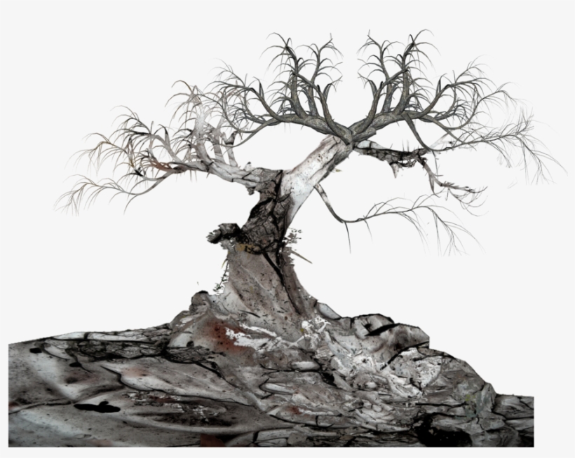 Old Tree Download Transparent Png Image - Crucible Act 1 Study ...