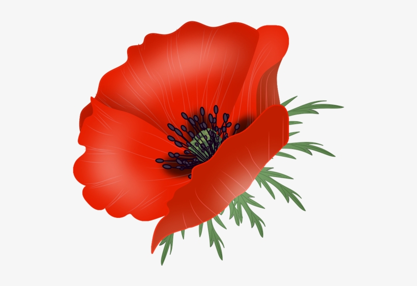 Poppy Flowers, Vector - Poppy Vector Png - 534x505 PNG Download - PNGkit