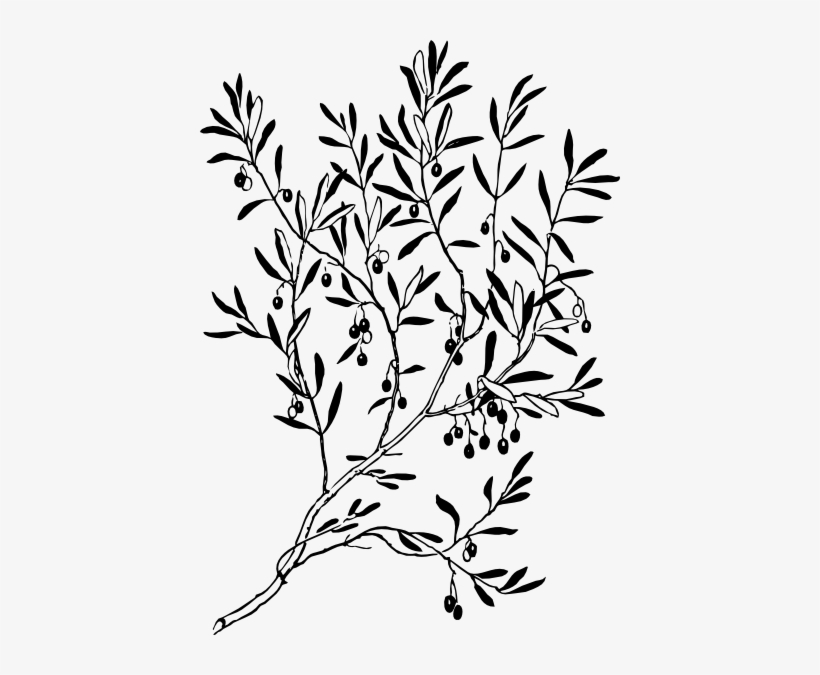 Coloring Pages Of Olive Trees