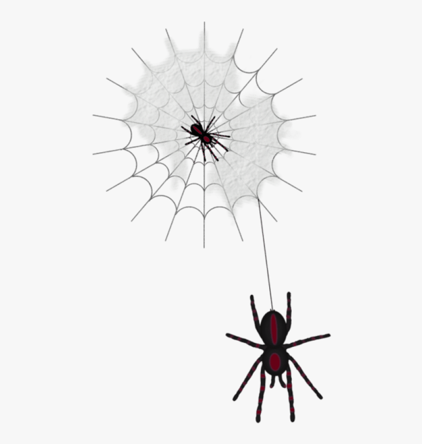 Halloween Web With Spiders Png Clipart - Spiders Png - 433x719 PNG ...