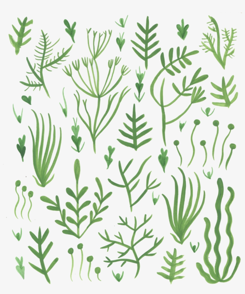 Seaweed - 1000x1149 PNG Download - PNGkit