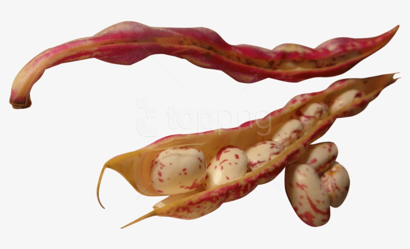 Free Png Beans Png Images Transparent - Bean - 850x491 PNG Download ...