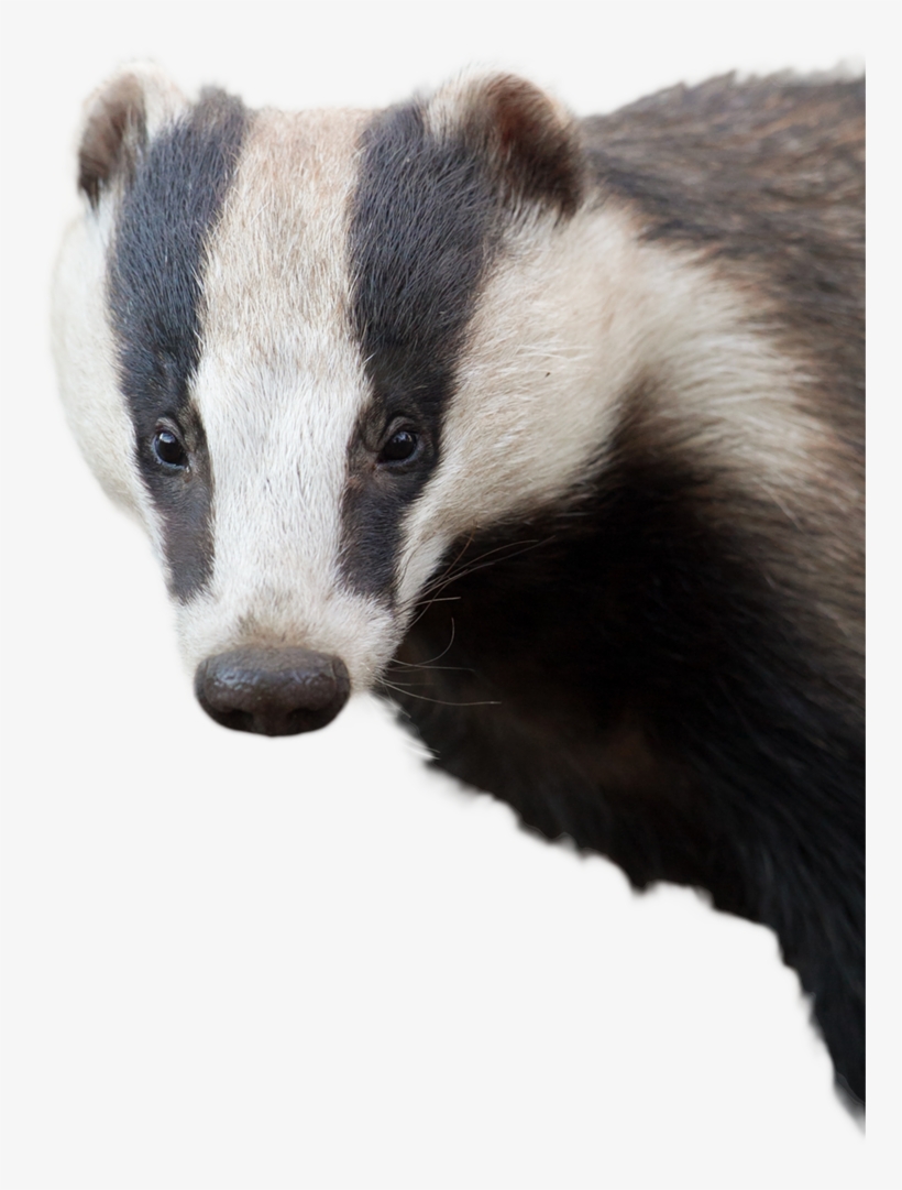 Badger With No Background - 755x1001 PNG Download - PNGkit