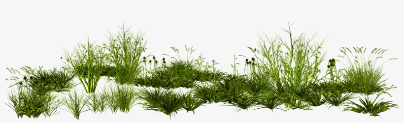 Gimp Rendering Photoscape Creative Green Grass Png - Transparent Tall ...