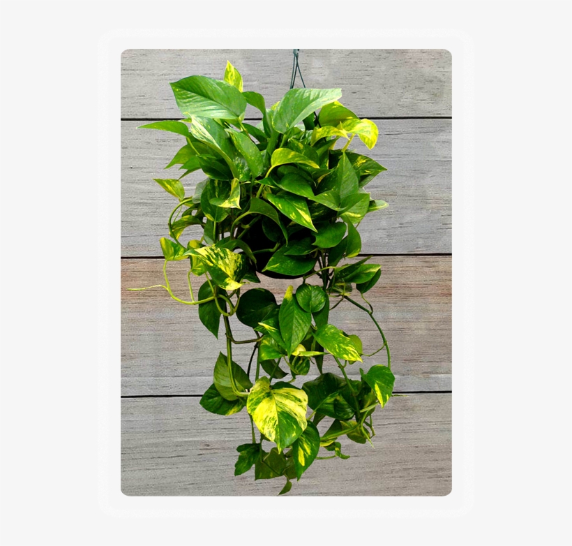 Hanging Pothos - Png Planter - 600x725 PNG Download - PNGkit