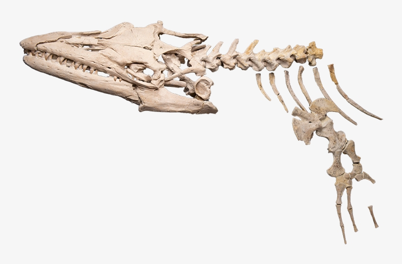 A Skeleton Of A Mosasaur - Skeleton - 800x479 PNG Download - PNGkit