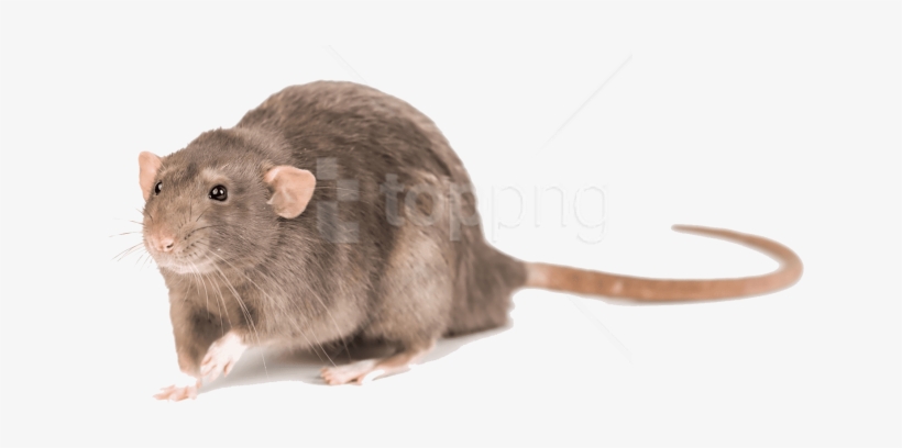 Free Png Mouse Photo Png Images Transparent - Brown Rat - 850x731 PNG ...