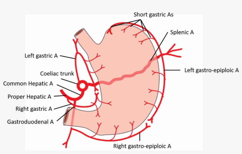 Arterial Supply Of Stomach - 1376x793 PNG Download - PNGkit