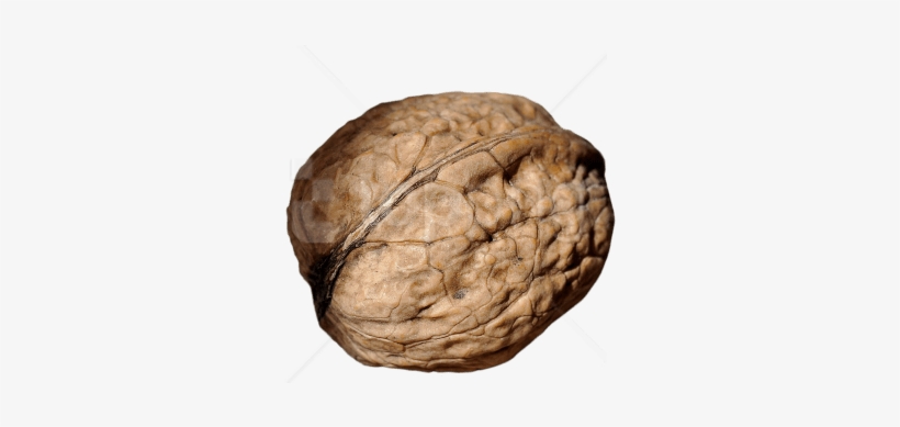 Free Png Walnut Png Images Transparent - Oak - 850x565 PNG Download ...