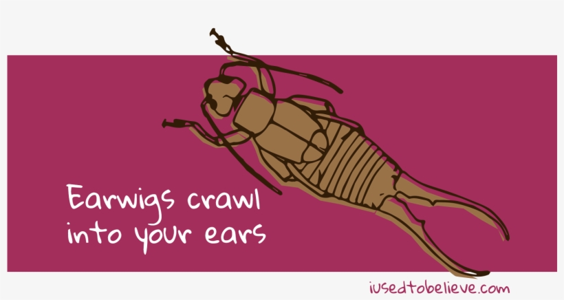 Earwigs - 1528x800 PNG Download - PNGkit