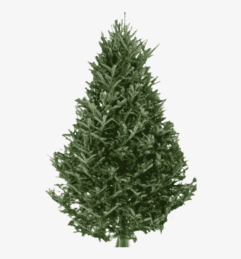 Fraser Fir Christmas Tree - Real Fraser Fir Christmas Tree - 519x800 ...