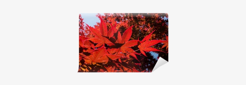 Maple - 400x400 PNG Download - PNGkit