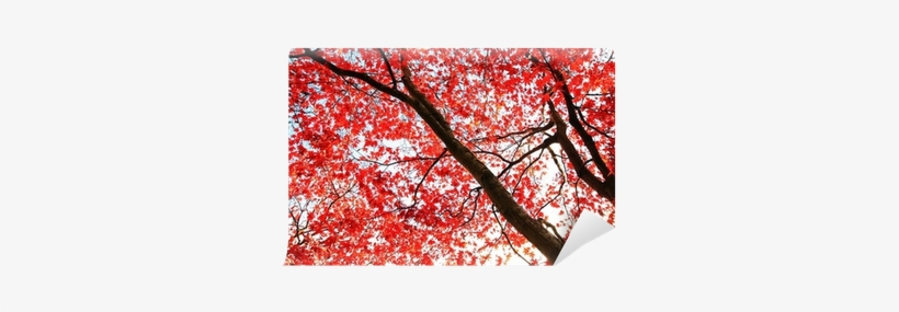 Download Transparent Red Japanese Maple Tree In The Park Wall Mural ...
