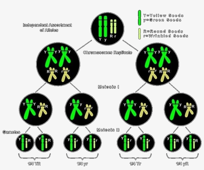 Chromosomal Theory Of Inheritance Image-1 - Chromosomal Theory Of ...