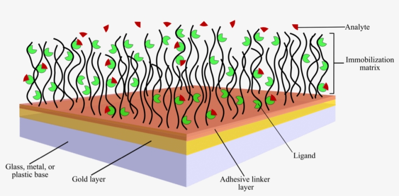 Sensor Chips For Surface Plasmon Resonance And Other - Illustration ...