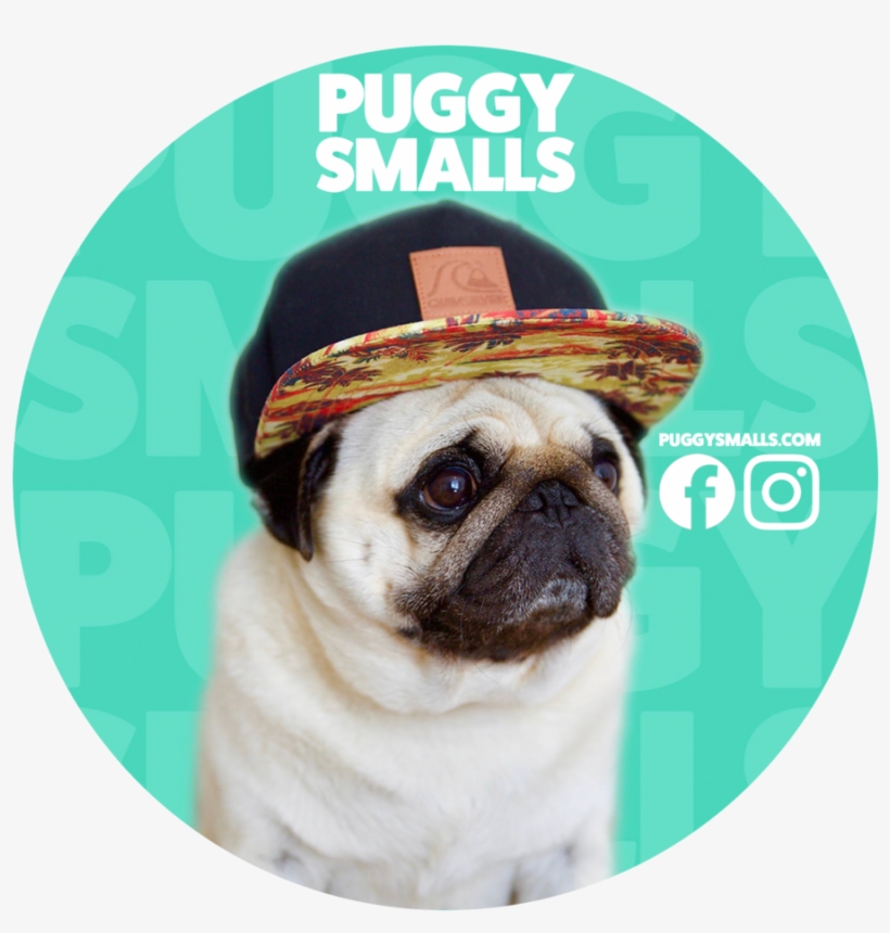 Puggy Smalls Sticker Pugcircle - Puggy Smalls - 1000x1000 PNG Download ...