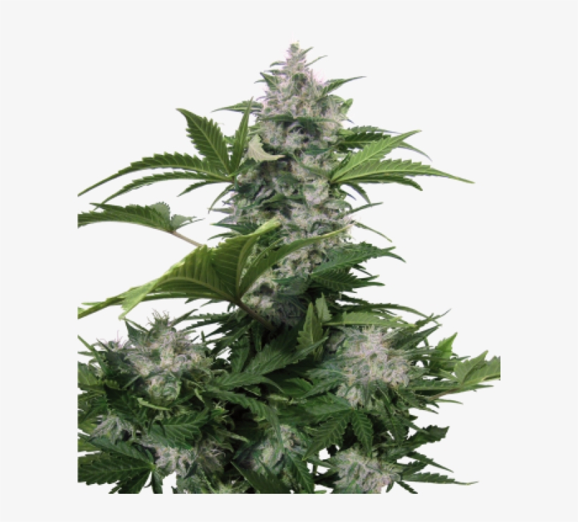 Download Transparent Marijuana Plant Png - PNGkit