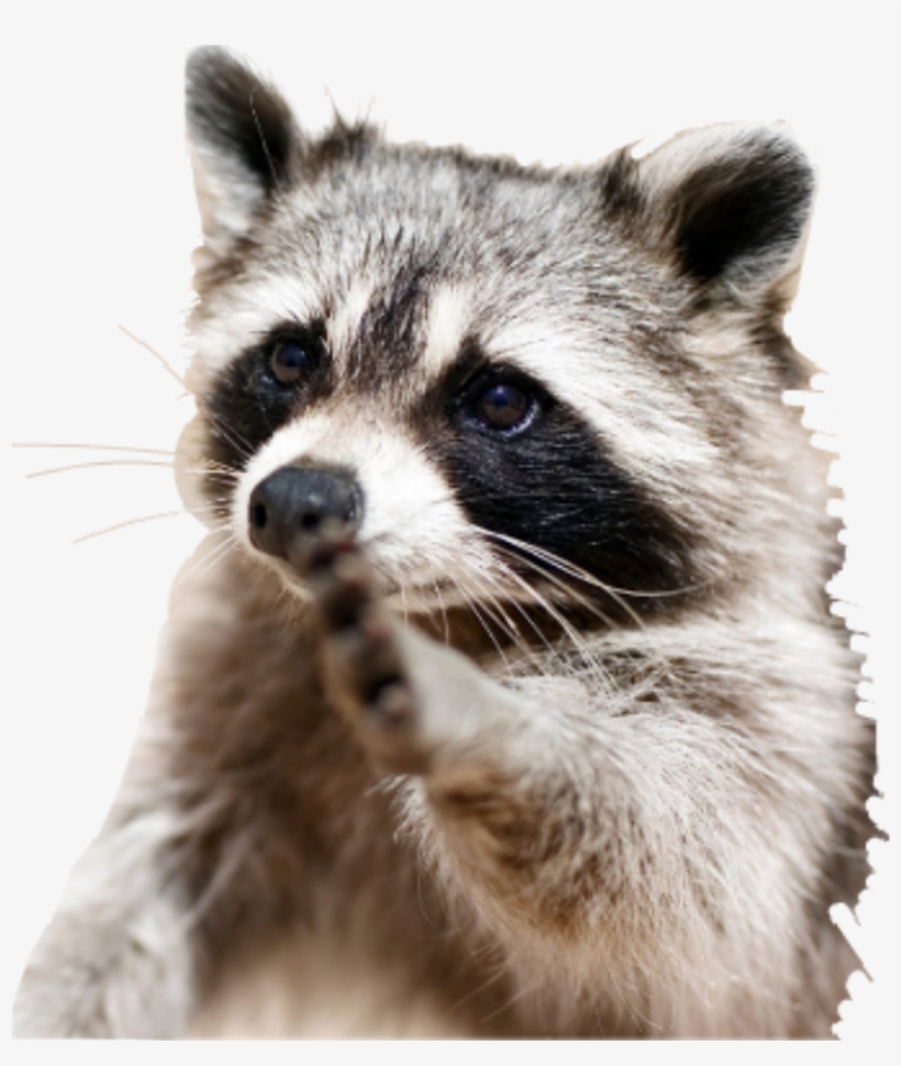Racoon Sticker - 1024x1212 PNG Download - PNGkit