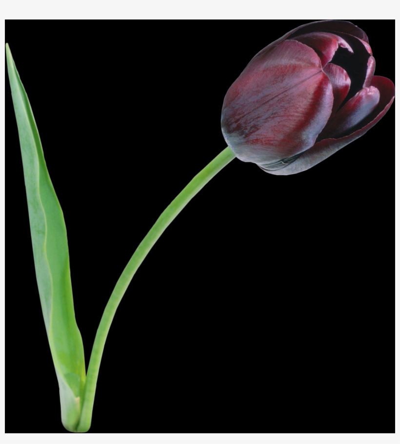 Download Transparent Tulip Free Pngs Tulip Pngkit