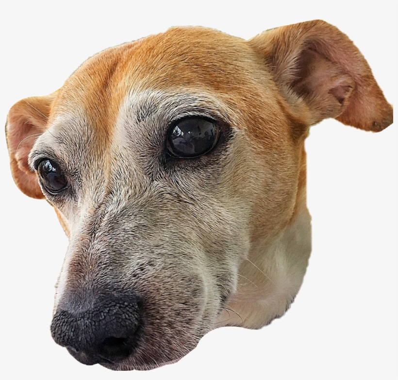Download Transparent Dog Sticker - Dog - PNGkit
