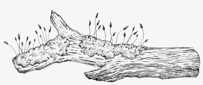 Moss On Decomposing Log - Moss Drawing - 1024x396 PNG Download - PNGkit