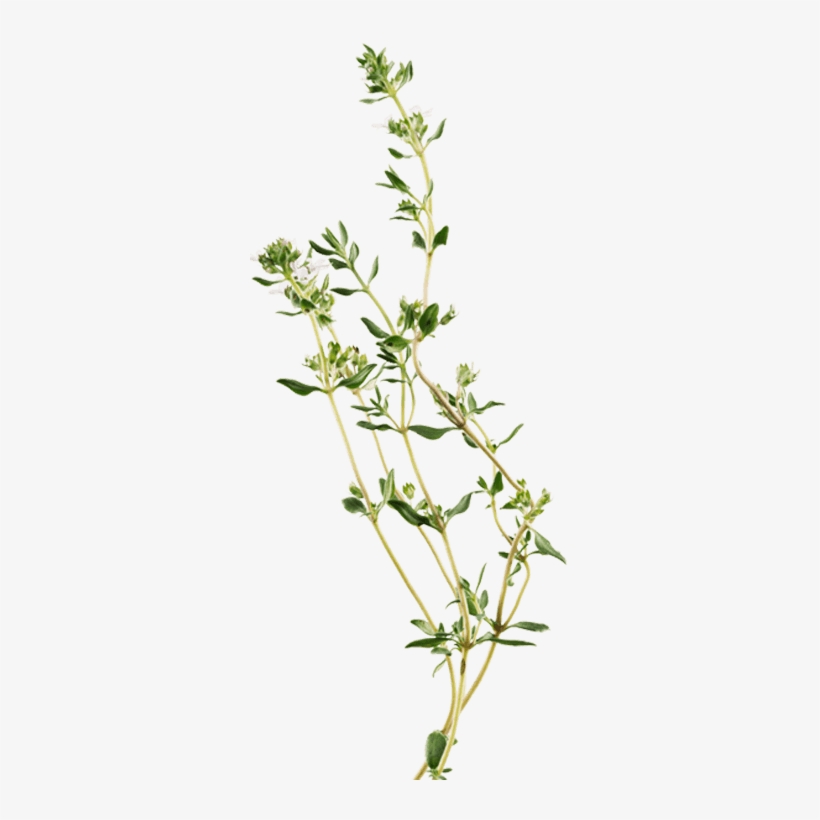 Summer Savory - 319x740 PNG Download - PNGkit
