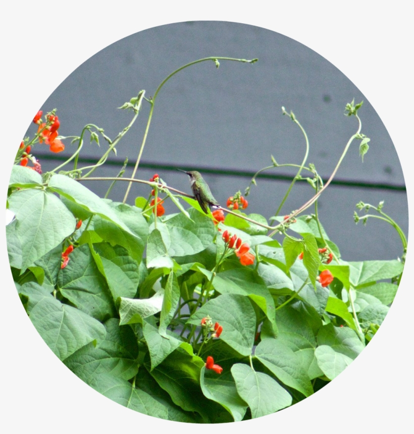 Hummingbird Resting On The Scarlet Emperor Vines - Sweet Pea ...