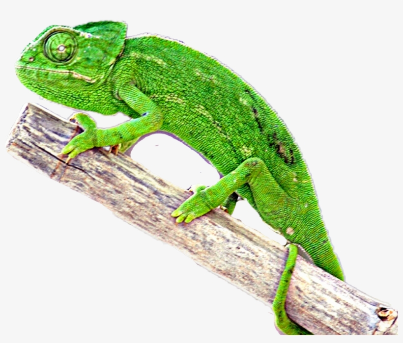 Chameleon Sticker - Camaleon - 1024x824 PNG Download - PNGkit