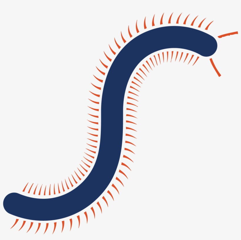 Millipedes - 2083x2083 PNG Download - PNGkit