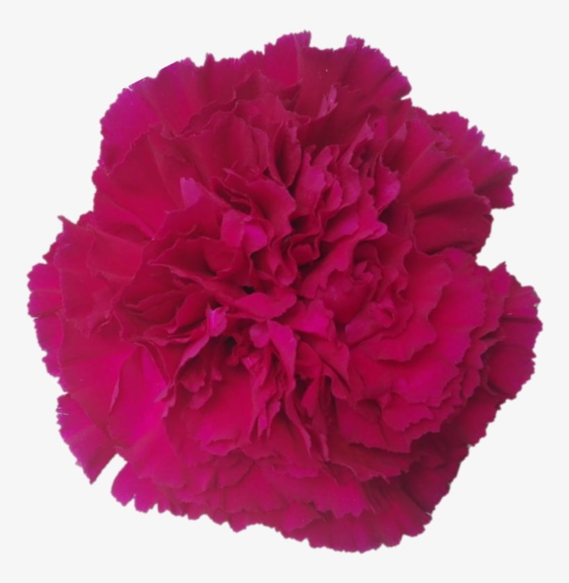 Golem - Carnation - Carnation - 1031x1033 PNG Download - PNGkit