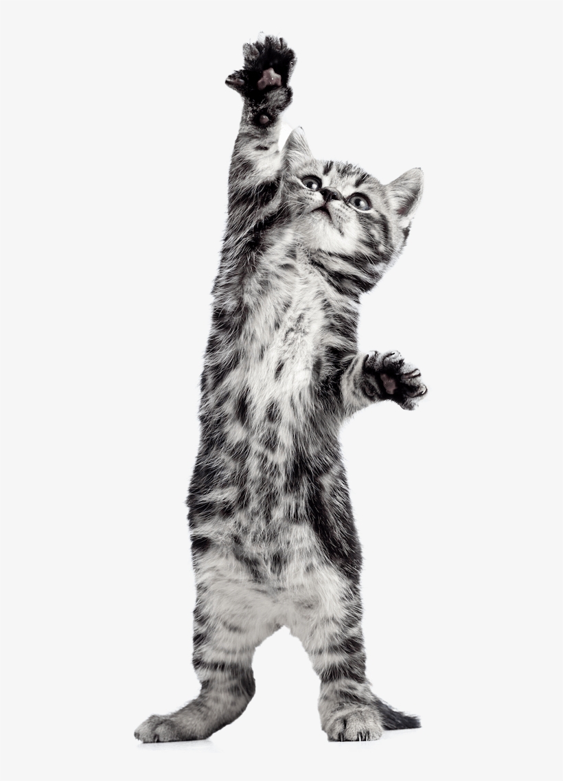 Kitten Foster 2trsp - Cat - 465x1056 PNG Download - PNGkit