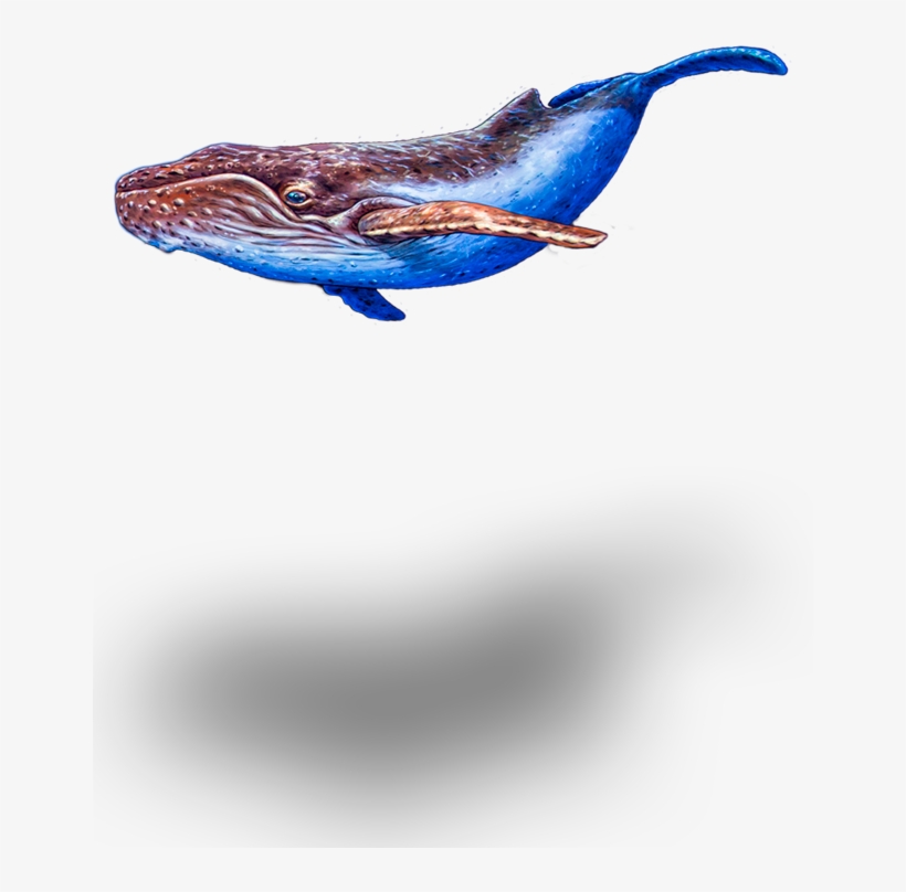 Humpback Whale - 653x741 PNG Download - PNGkit