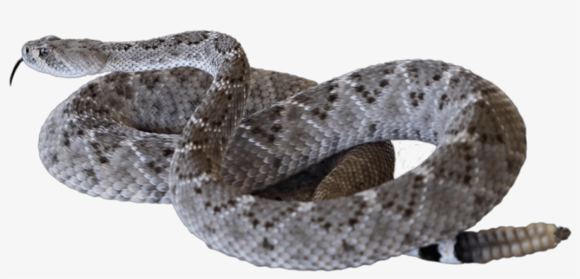 Rattle Snake Png