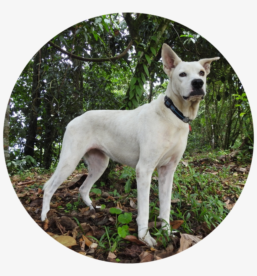 Pause - Guard Dog - 800x800 PNG Download - PNGkit