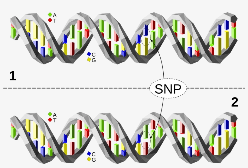 2000 X 1304 16 - Single Nucleotide Polymorphism - 2000x1304 PNG ...