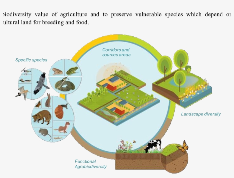 Four Interconnected Pillars For Biodiversity In And - Biodiversity ...