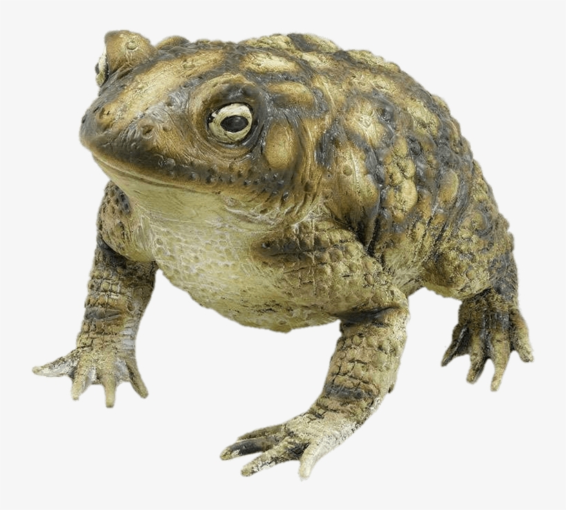 Animals - Toads - Plastic Toad - 843x800 PNG Download - PNGkit